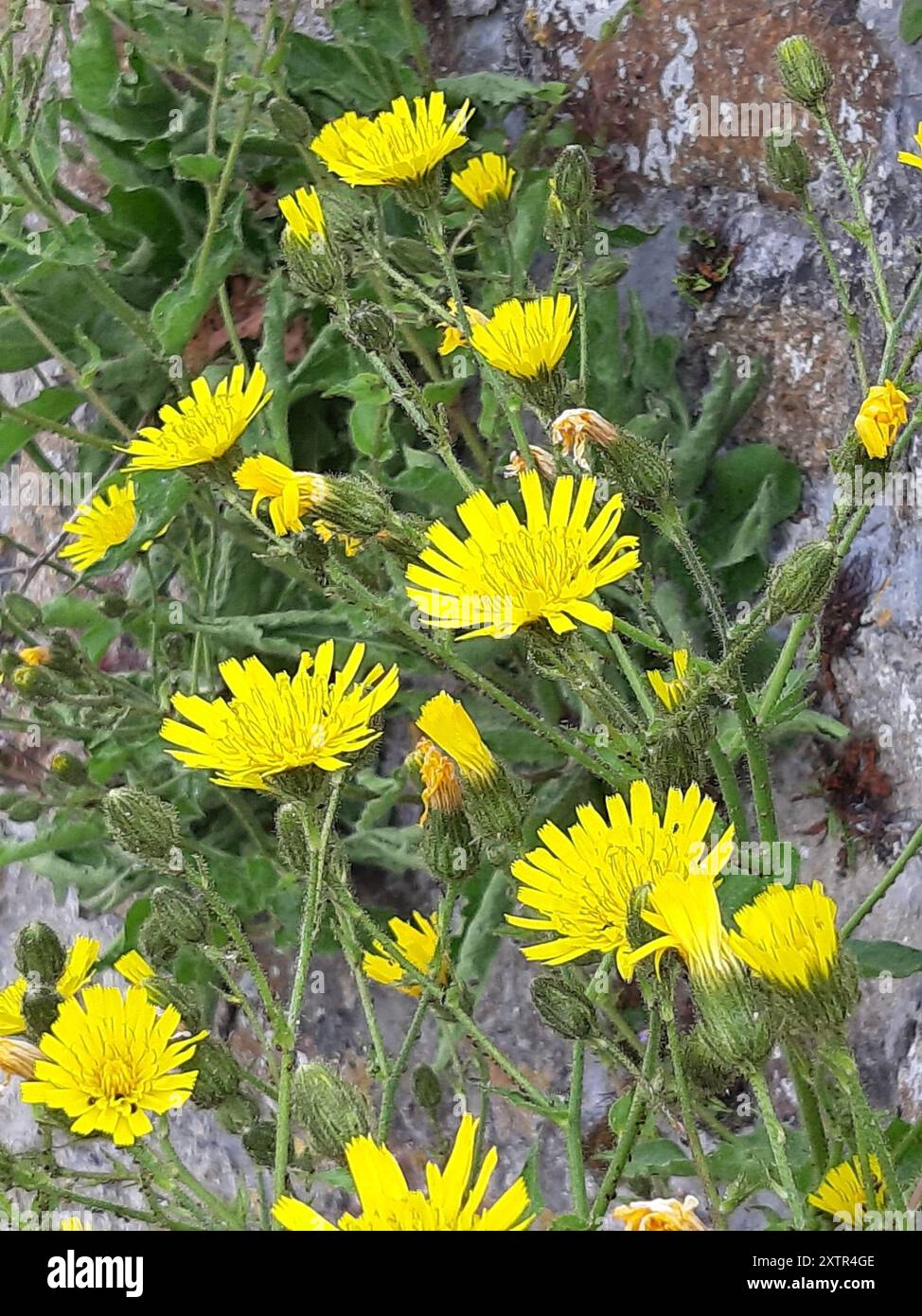 Wall hawkweed (Hieracium murorum) Plantae Stock Photo - Alamy
