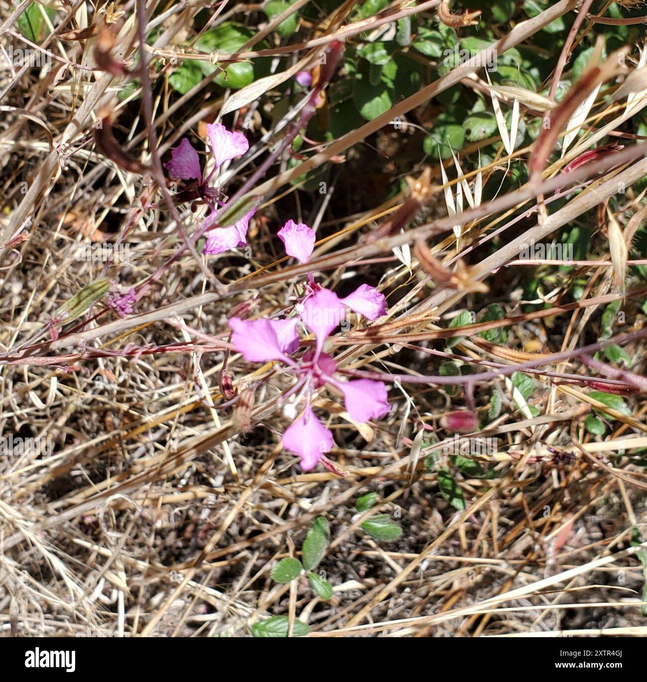 Elegant Clarkia (Clarkia unguiculata) Plantae Stock Photo - Alamy