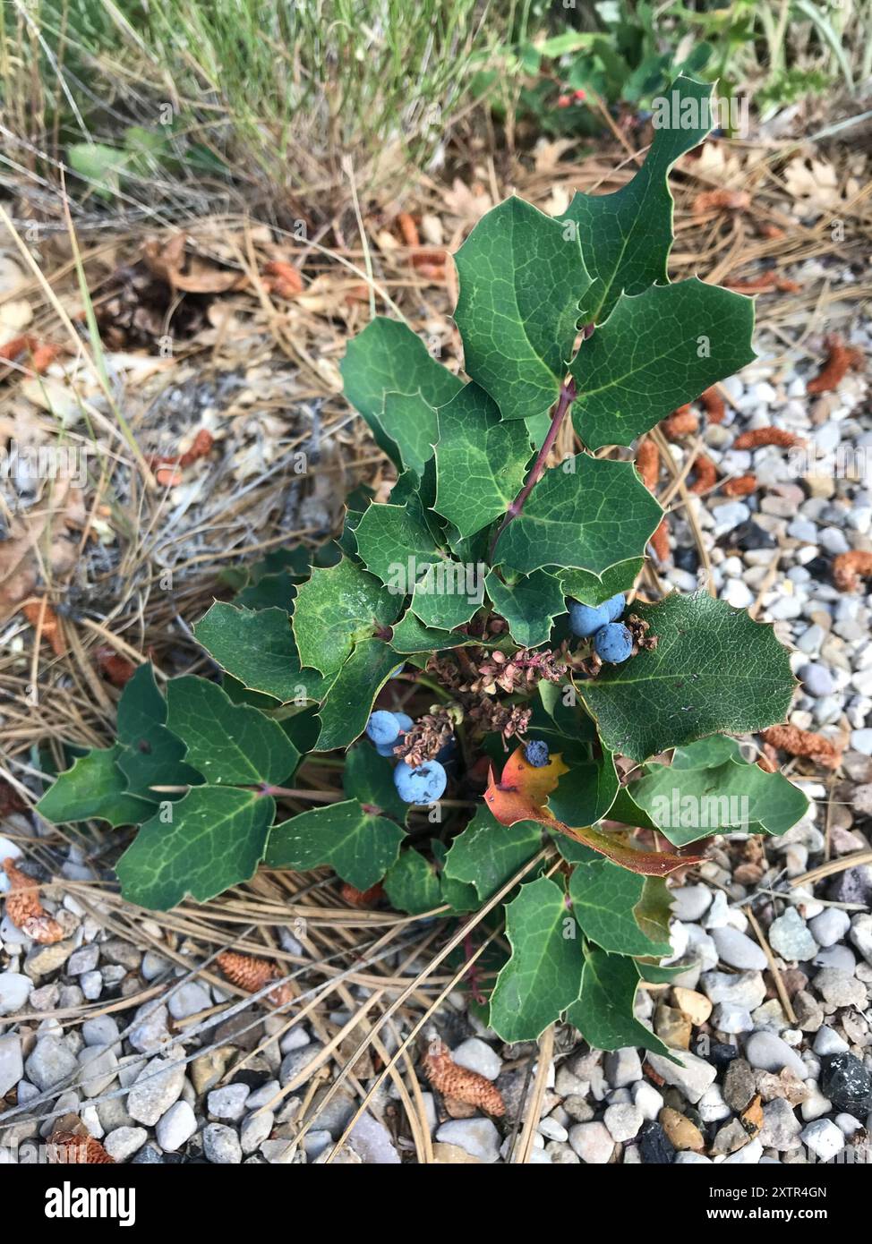 creeping mahonia (Berberis repens) Plantae Stock Photo - Alamy