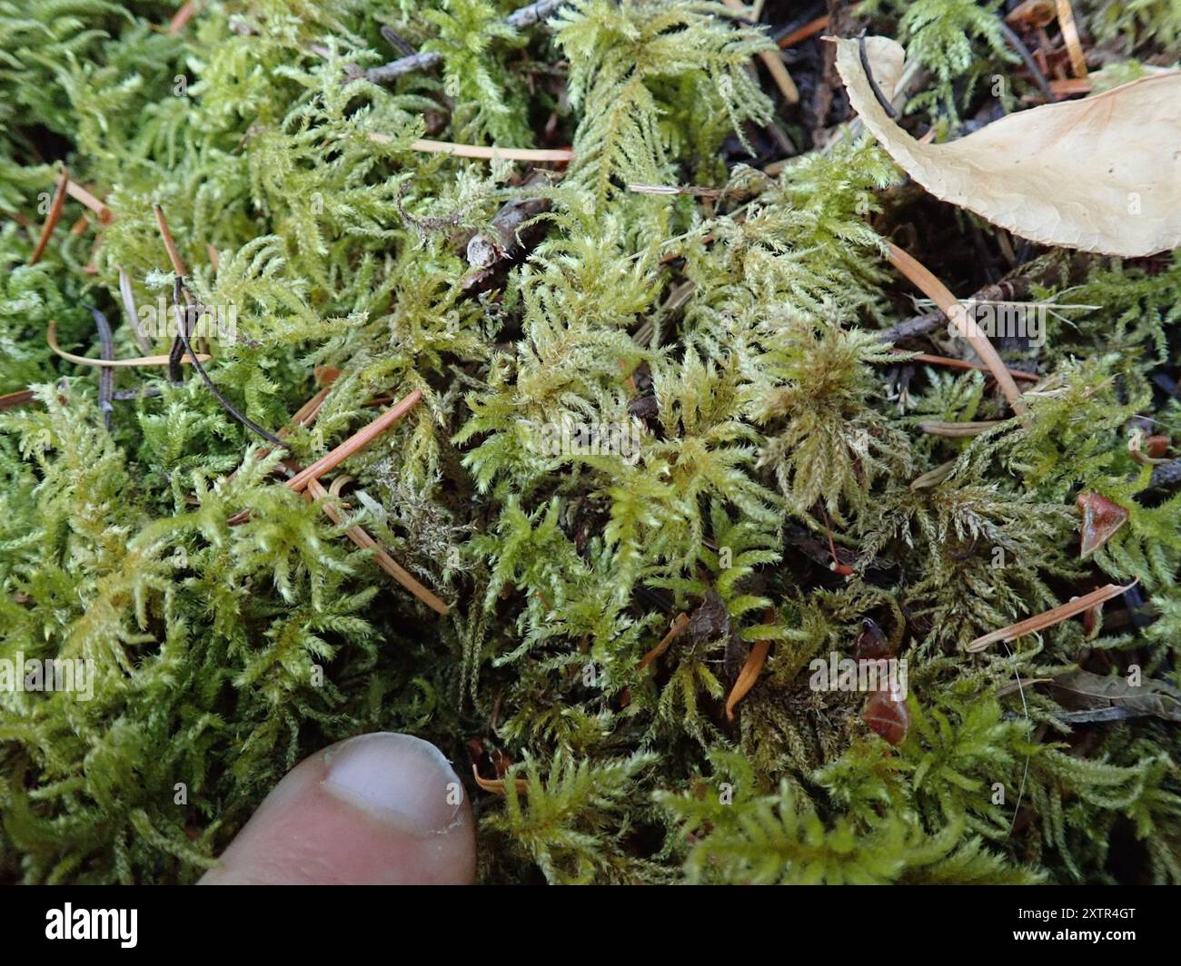 Oregon Beaked Moss (Kindbergia oregana) Plantae Stock Photo - Alamy