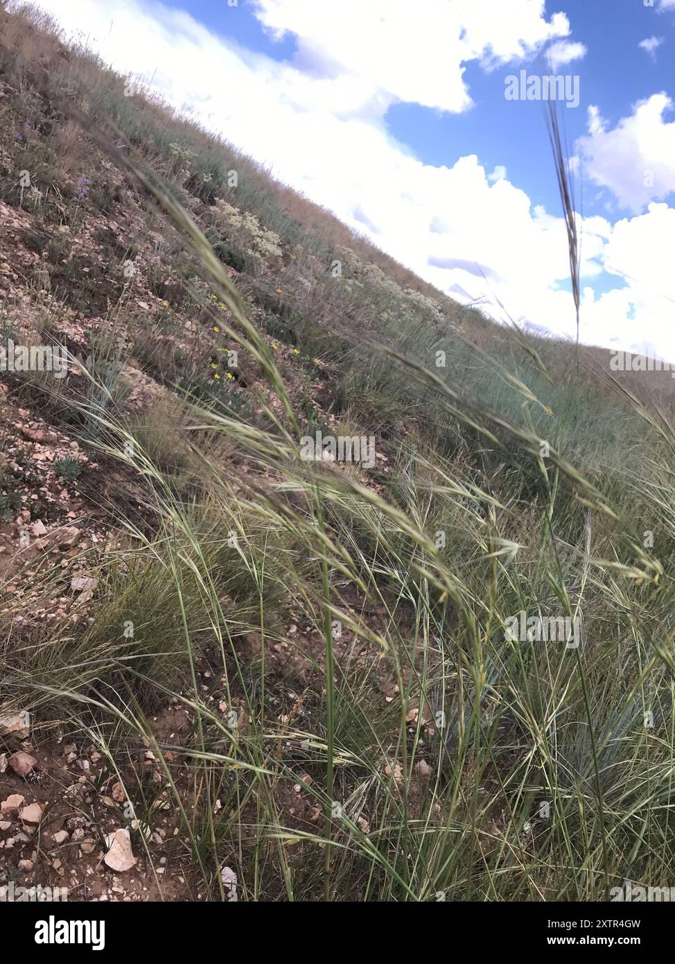 Needle-and-thread Grass (Hesperostipa comata) Plantae Stock Photo - Alamy