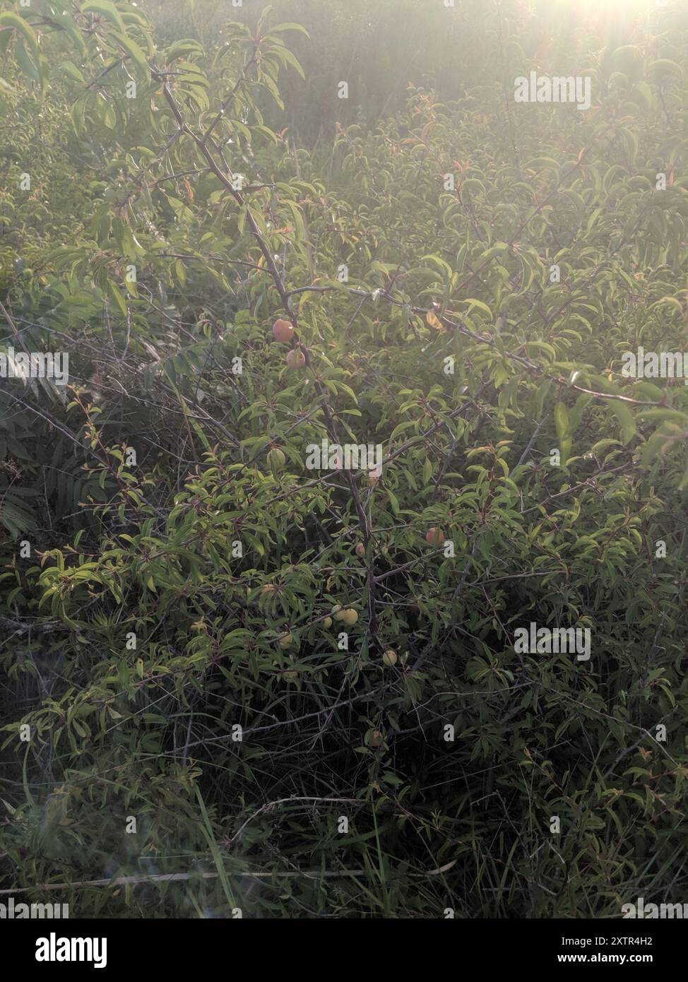 Chickasaw plum (Prunus angustifolia) Plantae Stock Photo - Alamy