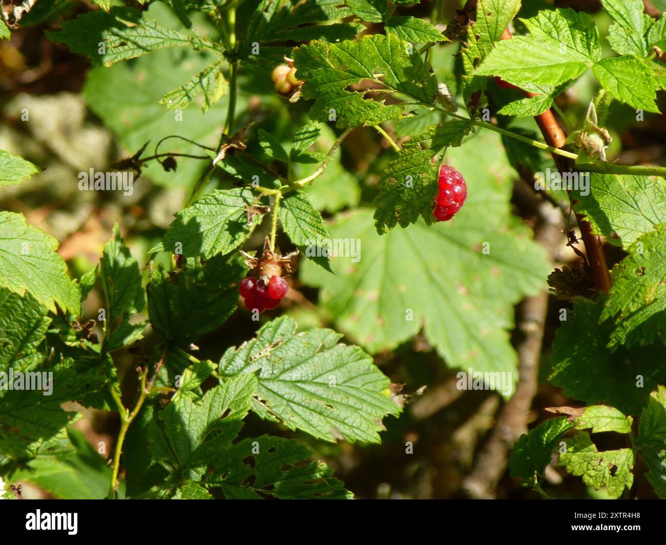 brambles (Rubus) Plantae Stock Photo - Alamy