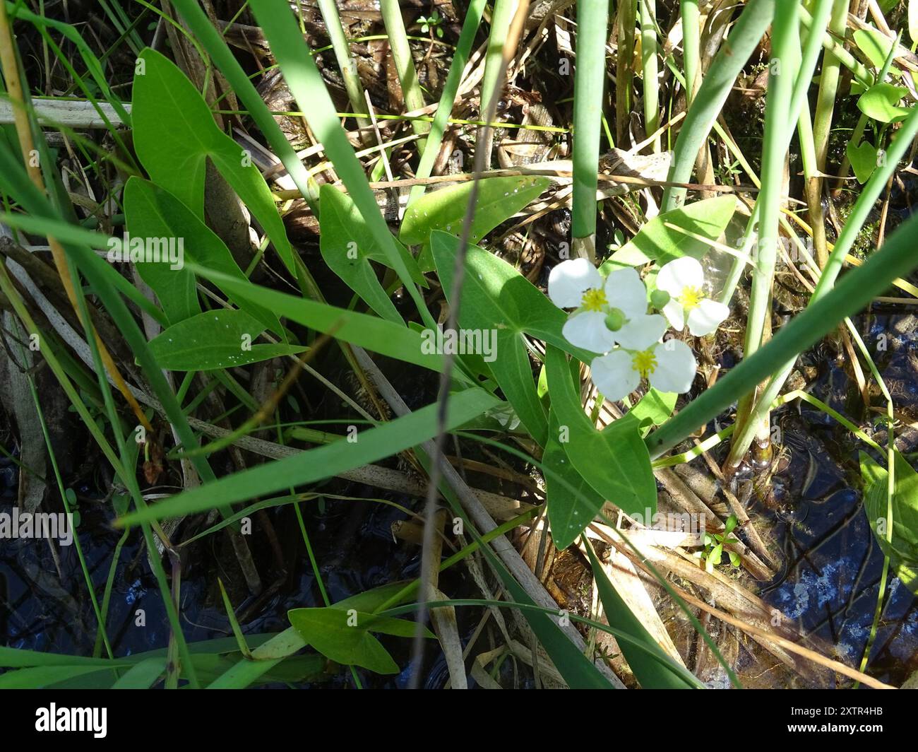 broadleaf arrowhead (Sagittaria latifolia) Plantae Stock Photo - Alamy