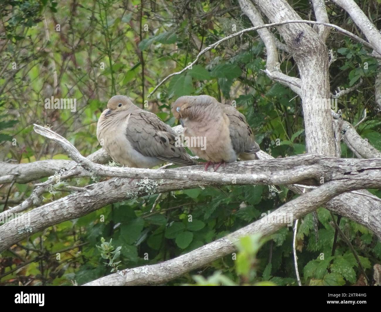 Mourning Dove (Zenaida macroura) Aves Stock Photo - Alamy