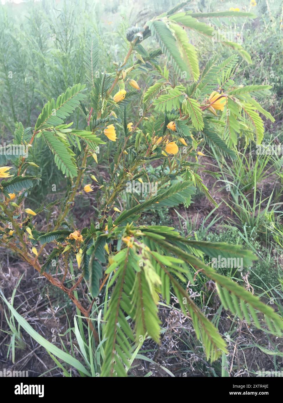 partridge pea (Chamaecrista fasciculata) Plantae Stock Photo - Alamy