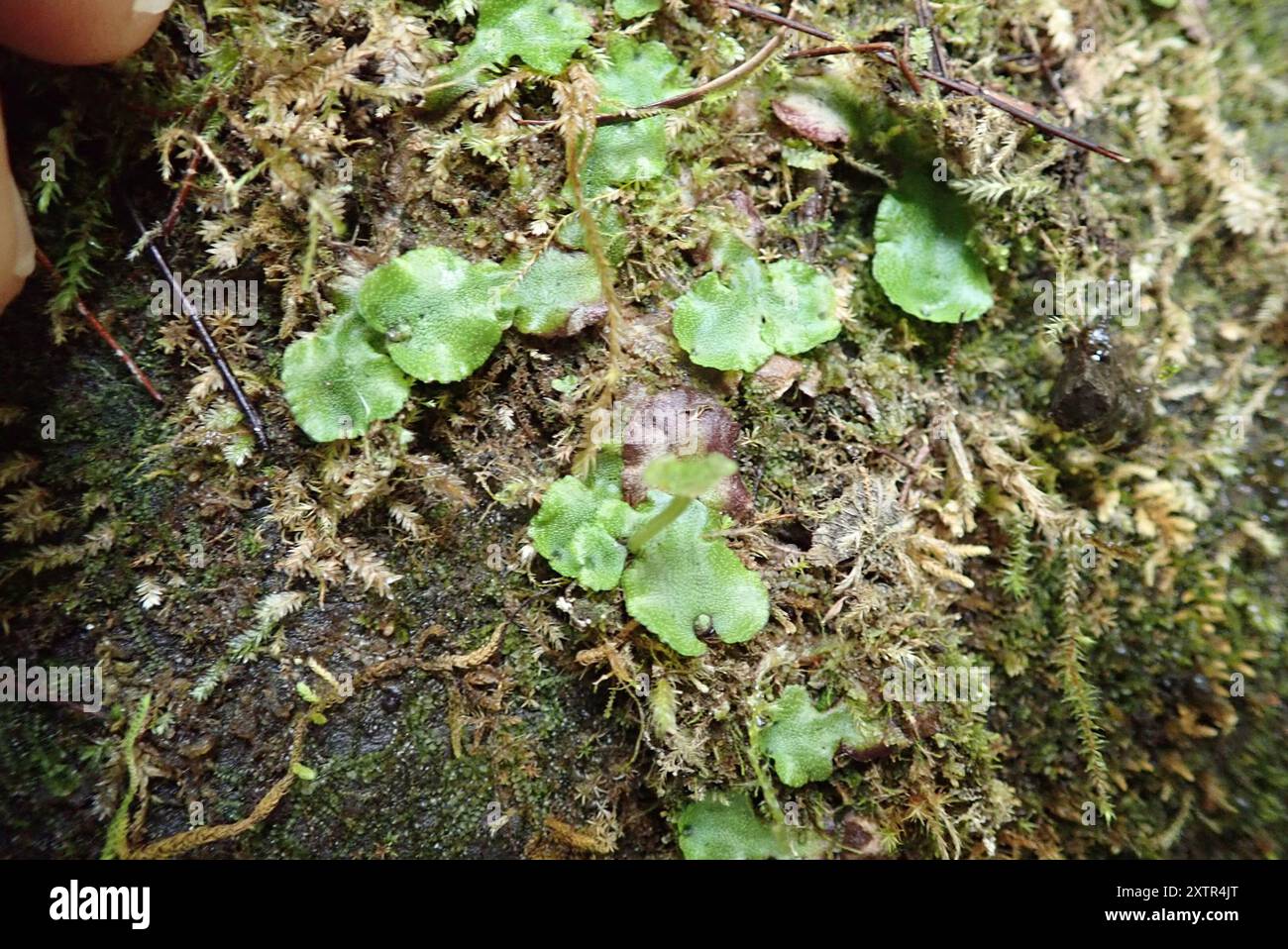 Common Liverwort (Marchantia polymorpha) Plantae Stock Photo - Alamy