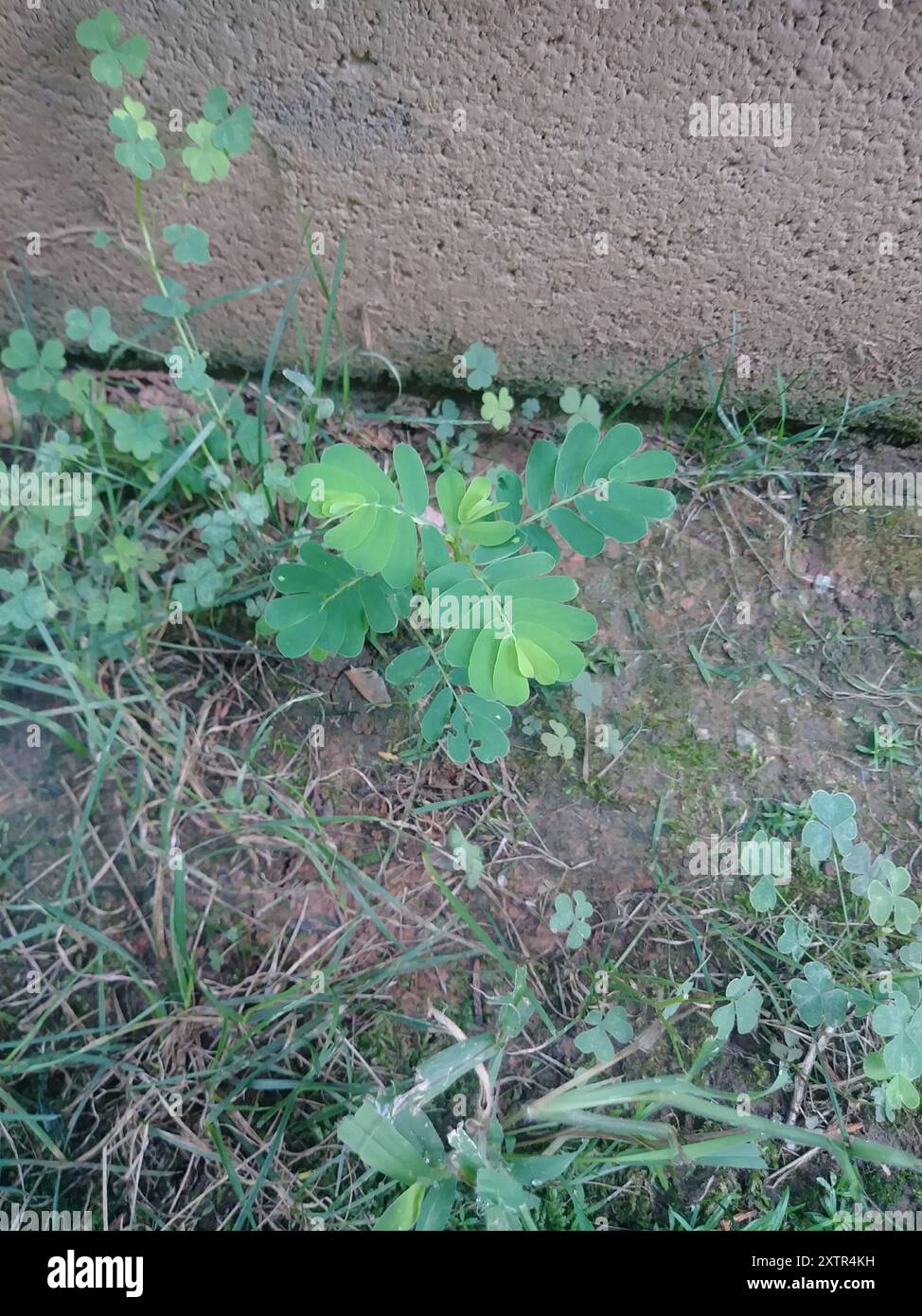 Chamberbitter (Phyllanthus urinaria) Plantae Stock Photo - Alamy