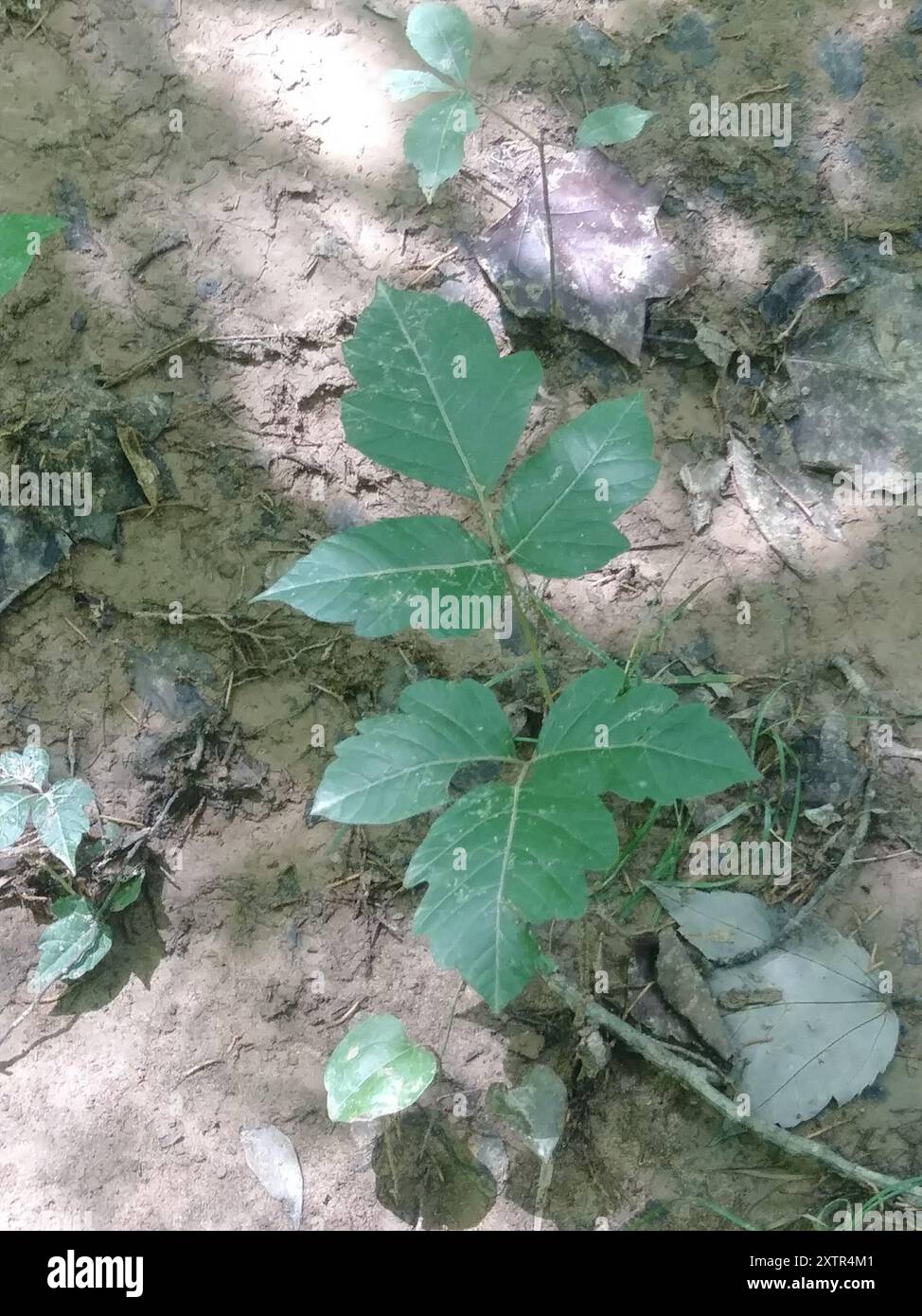 Atlantic poison oak (Toxicodendron pubescens) Plantae Stock Photo - Alamy
