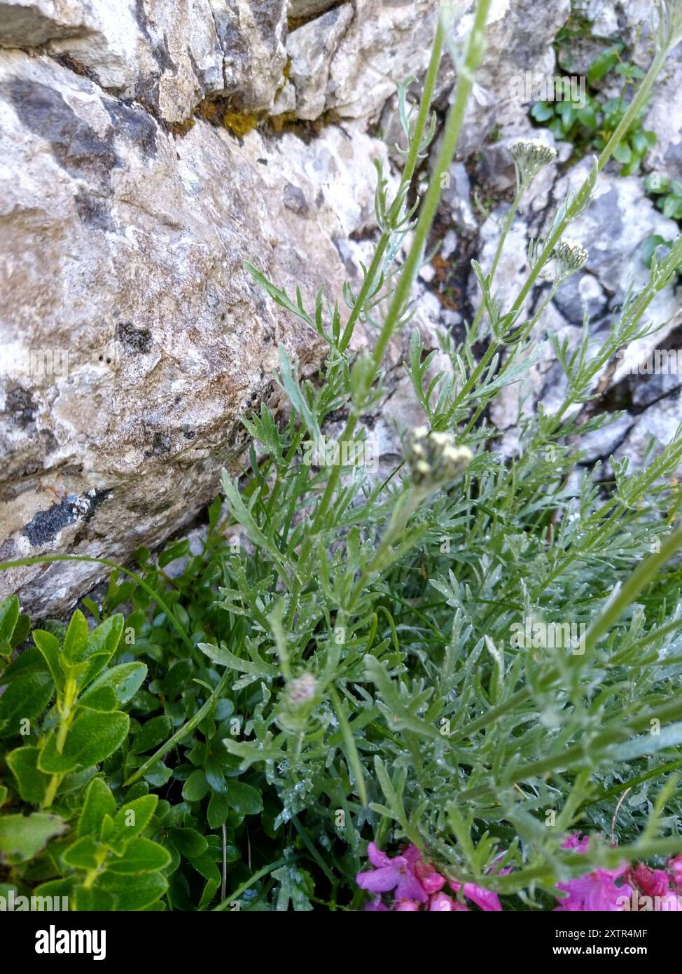 Silvery Yarrow (Achillea clavennae) Plantae Stock Photo - Alamy