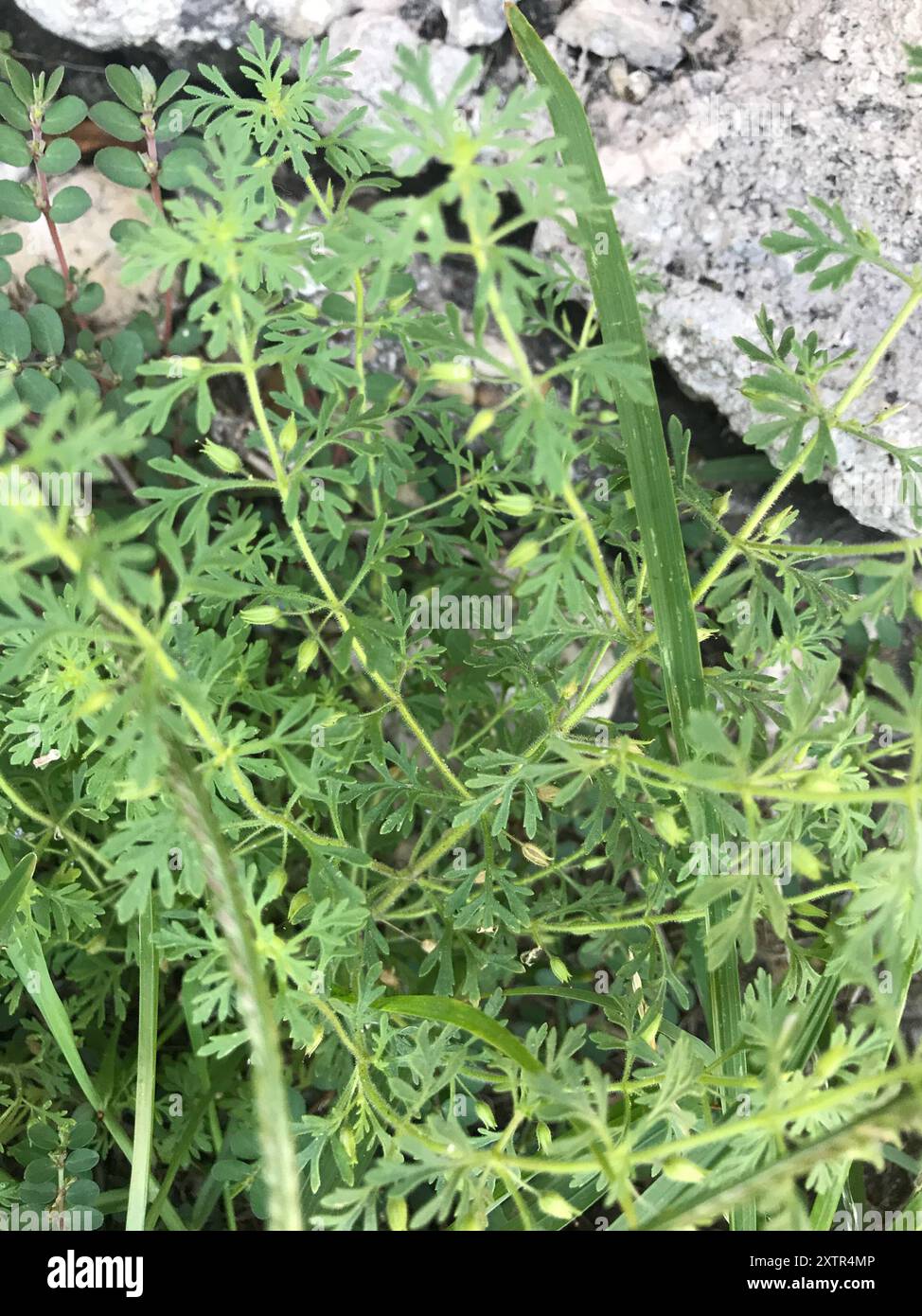 Obi-Wan conobea (Leucospora multifida) Plantae Stock Photo - Alamy