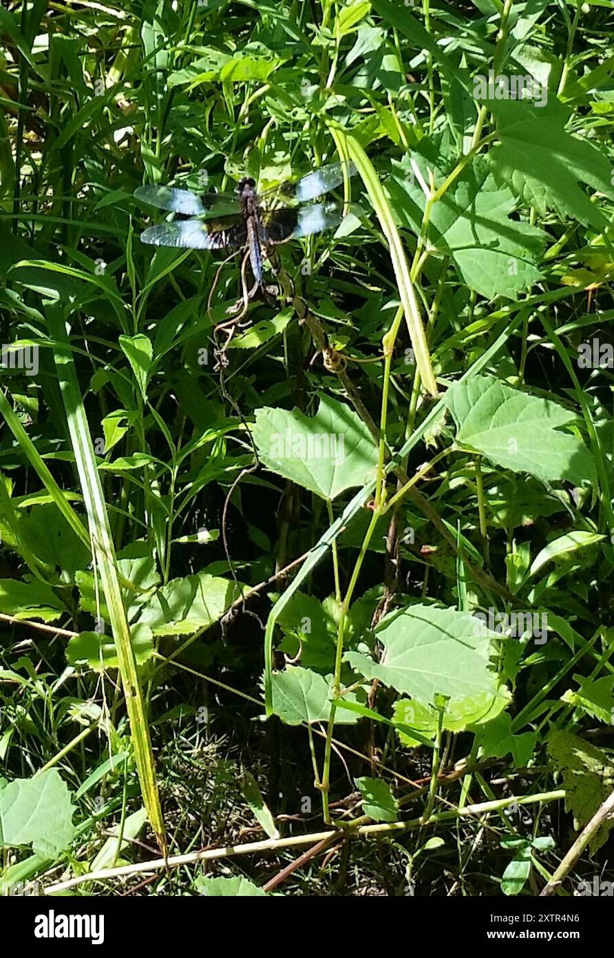 Widow Skimmer (Libellula luctuosa) Insecta Stock Photo - Alamy