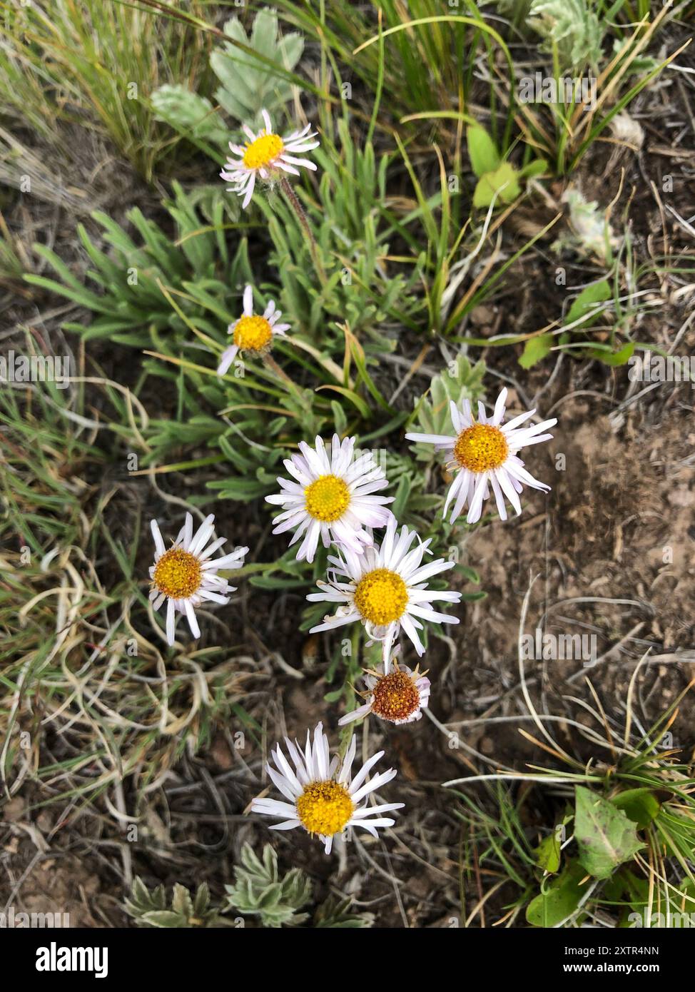 Subalpine Fleabane (Erigeron glacialis) Plantae Stock Photo - Alamy