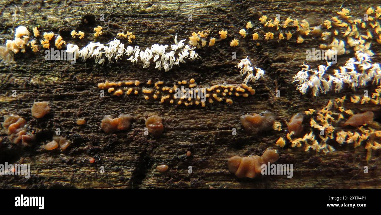 True slime molds hi-res stock photography and images - Alamy