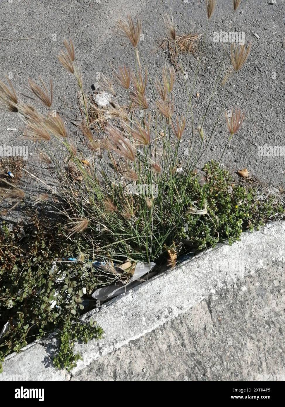 Finger Grass (Chloris barbata) Plantae Stock Photo - Alamy