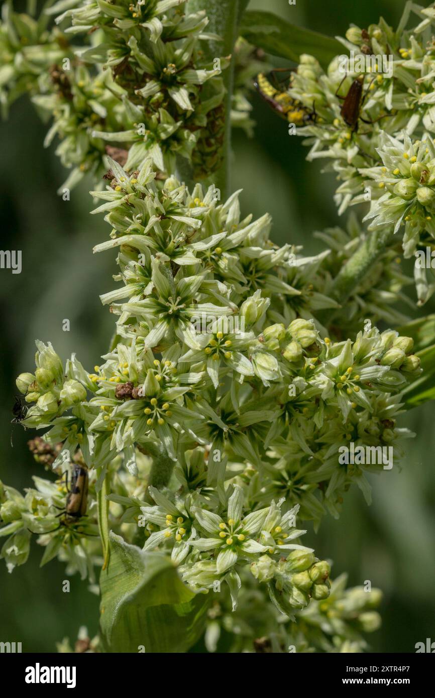 Corn Lily (Veratrum californicum) Plantae Stock Photo - Alamy