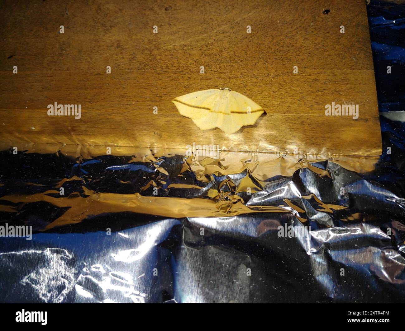 Yellow Slant-line (Tetracis crocallata) Insecta Stock Photo - Alamy