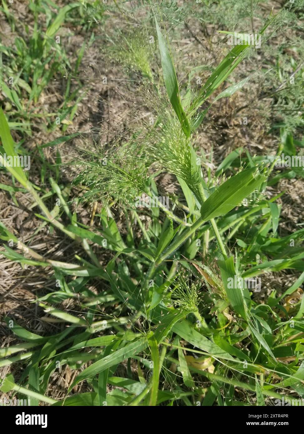 witch grass (Panicum capillare) Plantae Stock Photo - Alamy