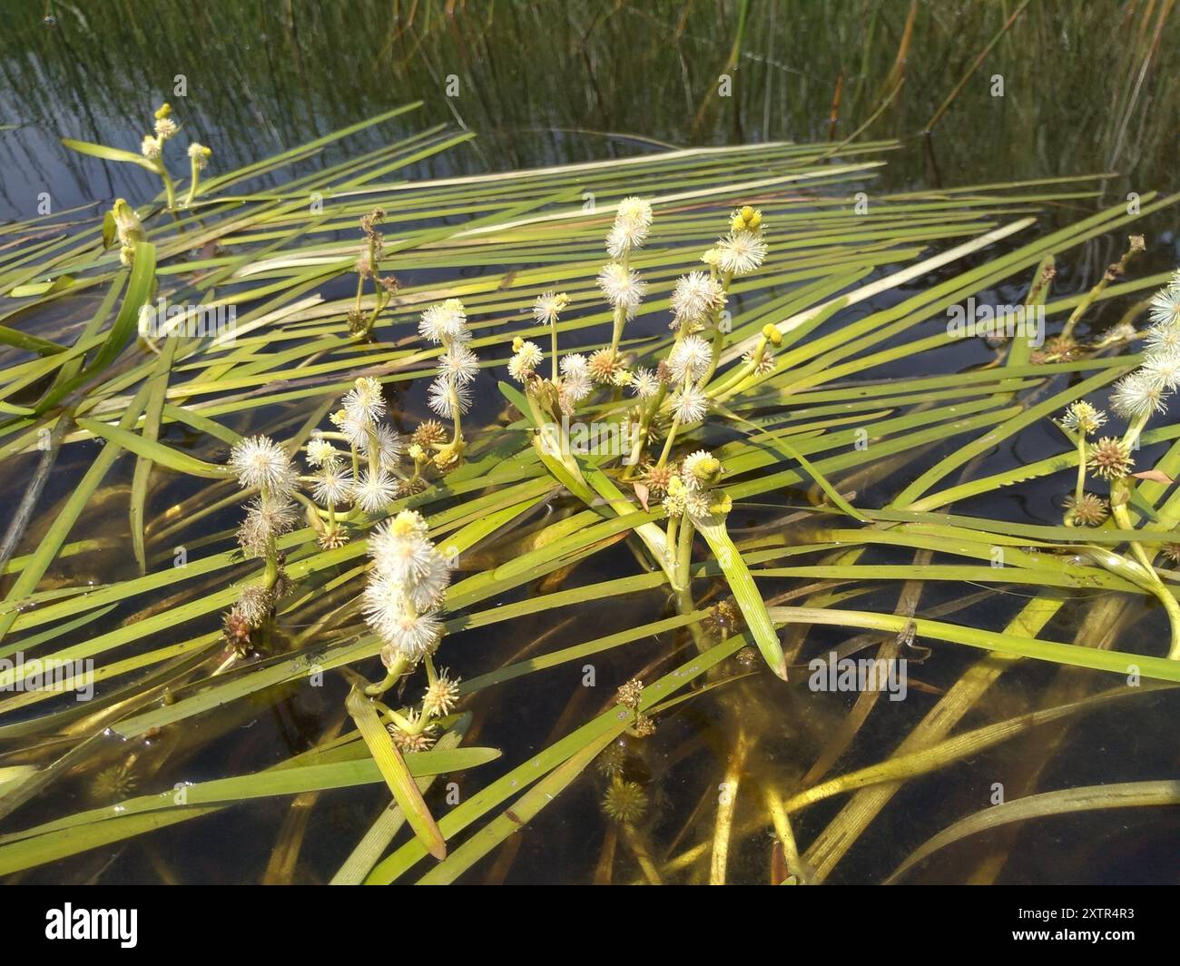 Narrow-leaved Bur-reed (Sparganium angustifolium) Plantae Stock Photo ...