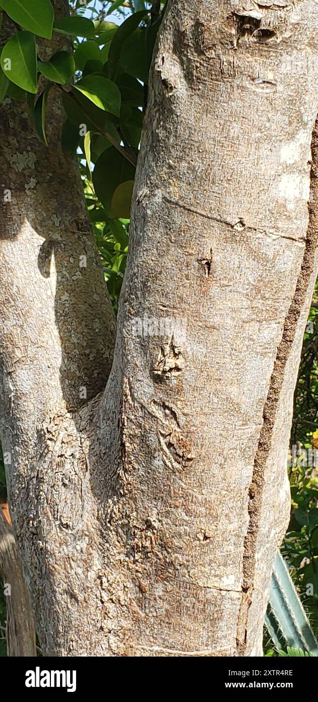 black mampoo (Guapira fragrans) Plantae Stock Photo - Alamy