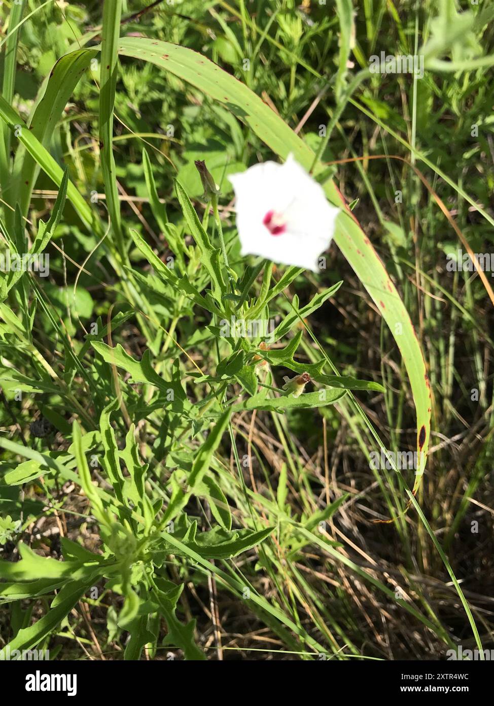 Texas bindweed (Convolvulus equitans) Plantae Stock Photo - Alamy