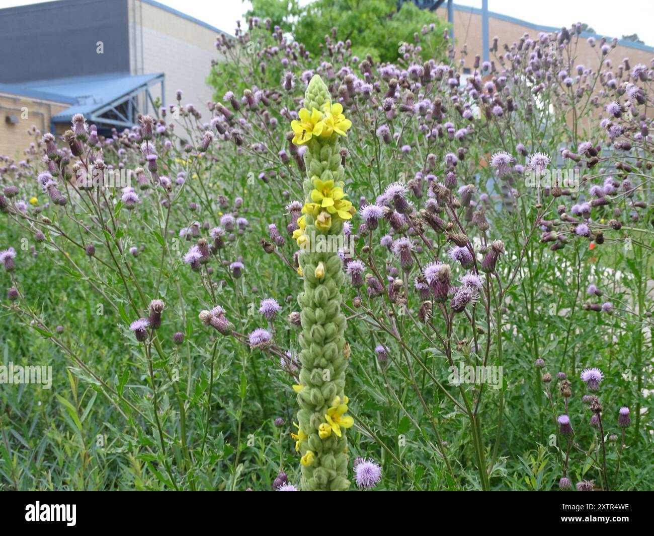 great mullein (Verbascum thapsus) Plantae Stock Photo - Alamy