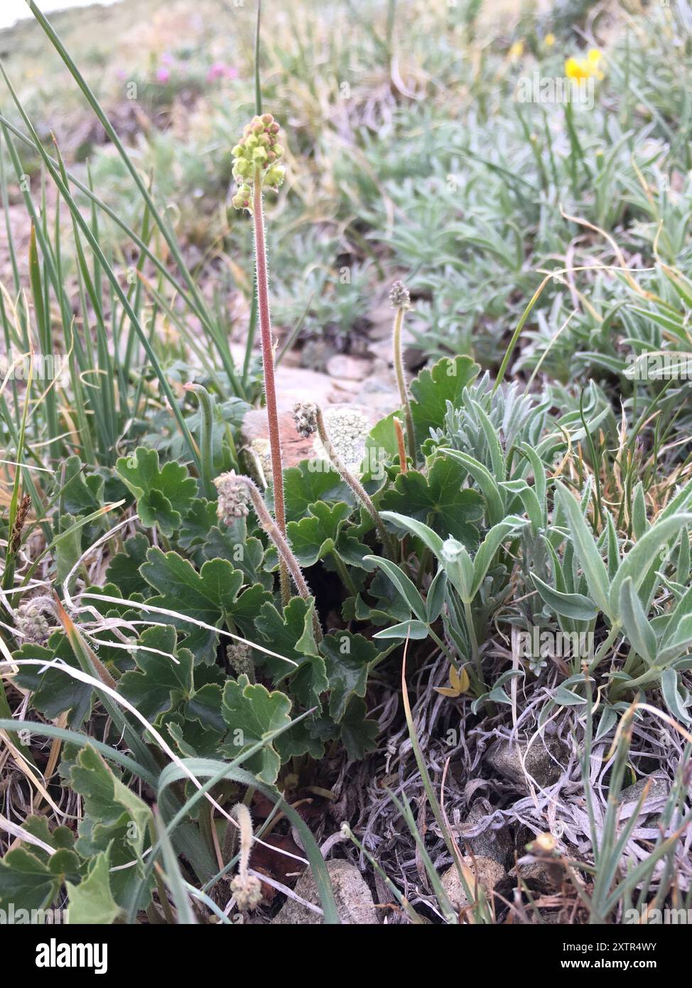 littleleaf alumroot (Heuchera parvifolia) Plantae Stock Photo - Alamy