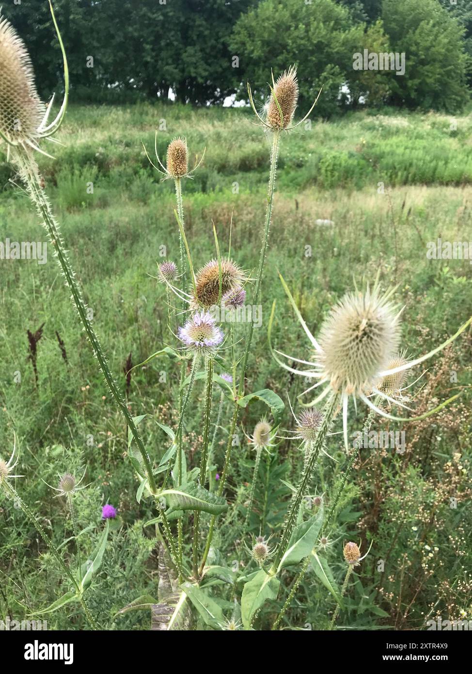 wild teasel (Dipsacus fullonum) Plantae Stock Photo - Alamy