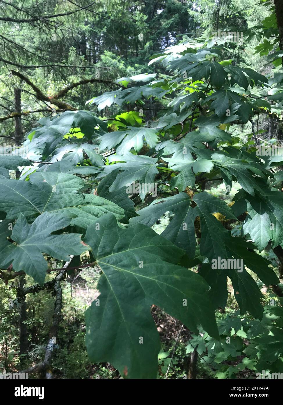 bigleaf maple (Acer macrophyllum) Plantae Stock Photo - Alamy