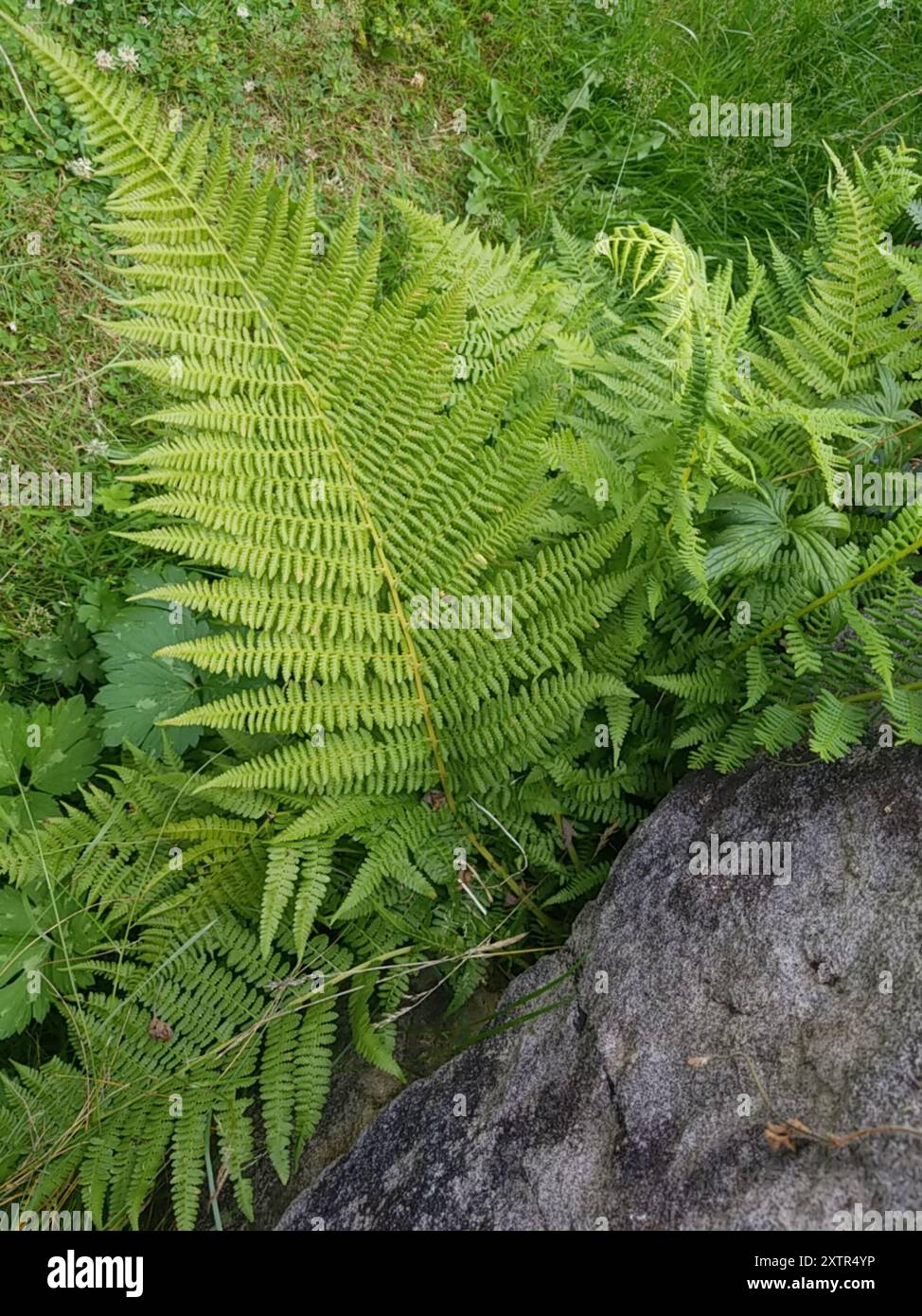 lady fern (Athyrium filix-femina) Plantae Stock Photo - Alamy