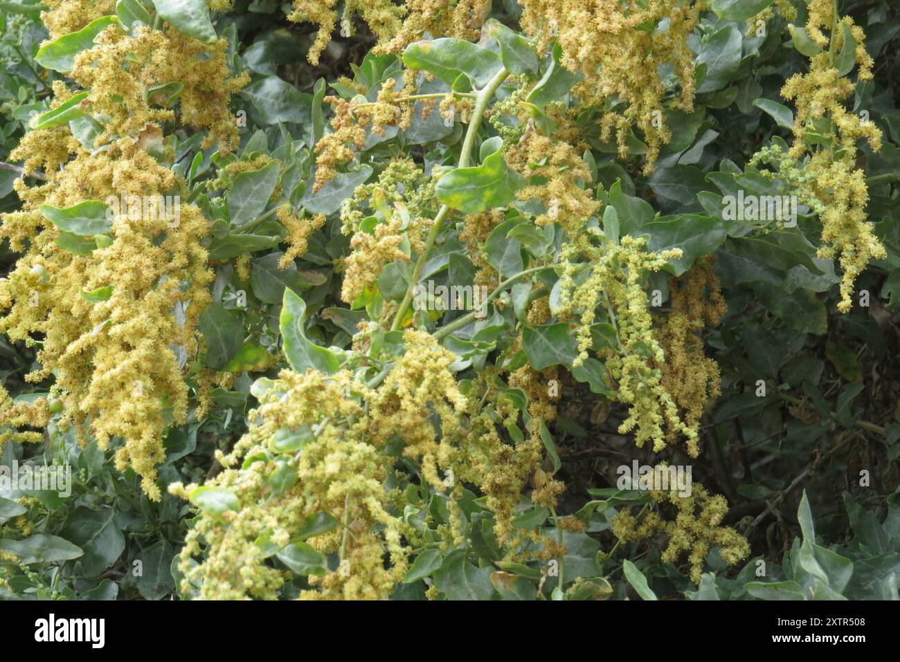 Saltbushes (Atriplex) Plantae Stock Photo - Alamy