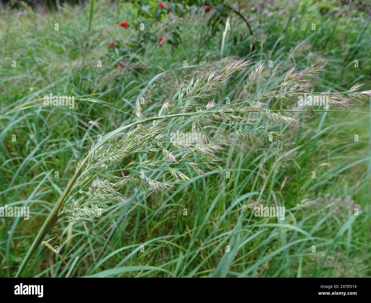 Bushgrass (Calamagrostis epigejos) Plantae Stock Photo - Alamy