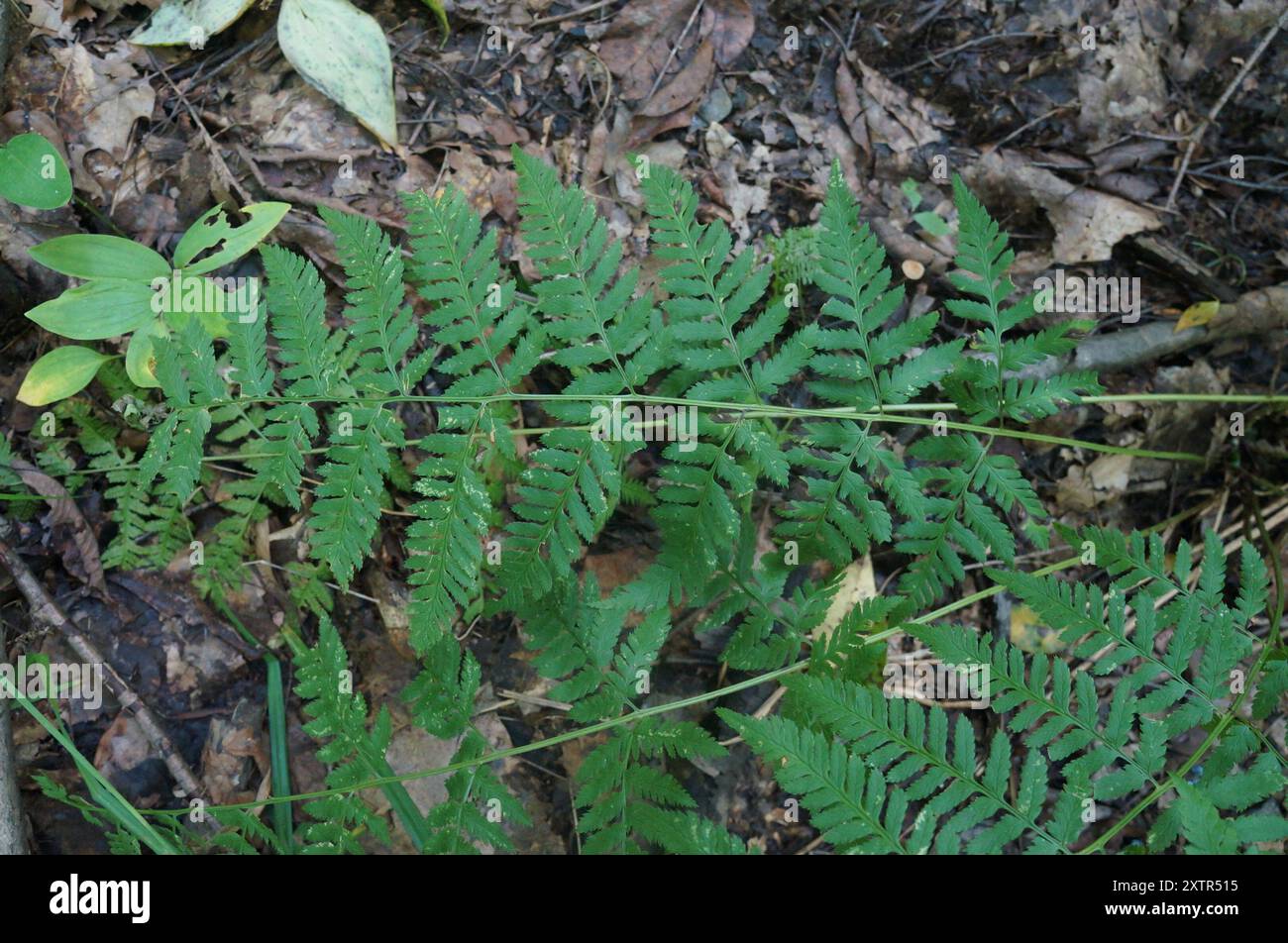 spinulose wood fern (Dryopteris carthusiana) Plantae Stock Photo - Alamy