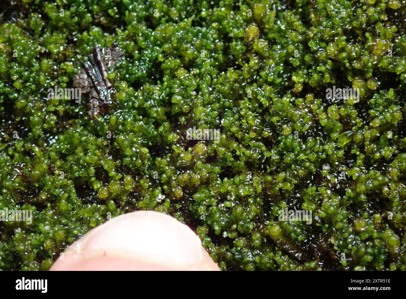 leafy and simple thalloid liverworts (Jungermanniopsida) Plantae Stock ...