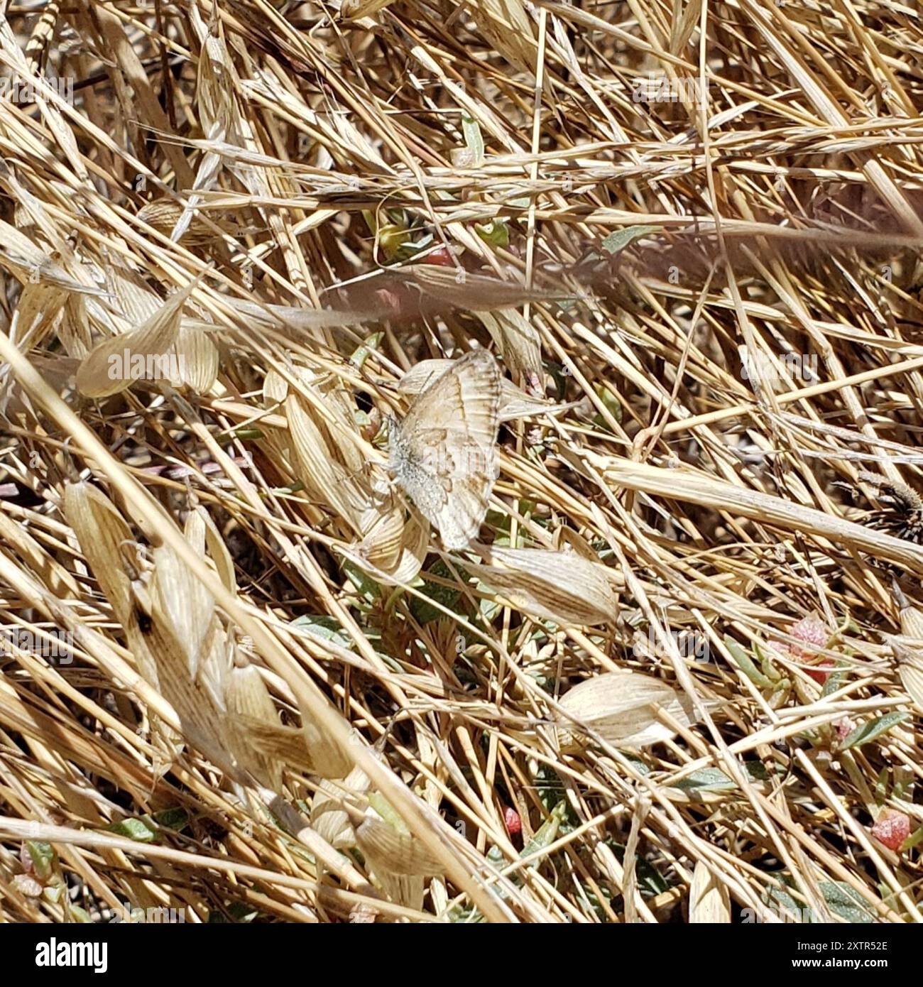 Common Ringlet (Coenonympha california) Insecta Stock Photo - Alamy