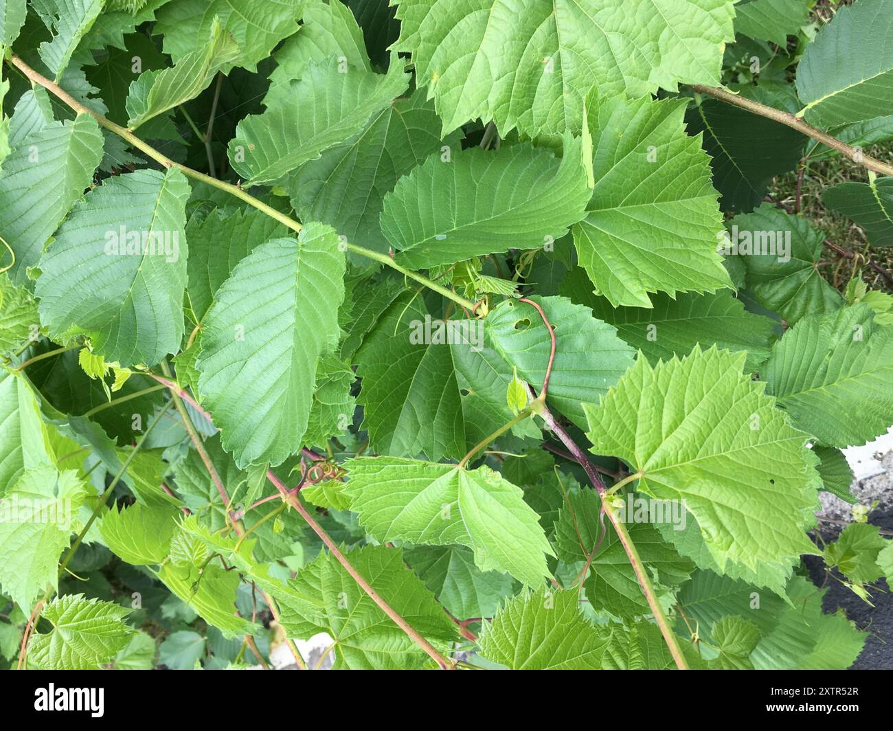 riverbank grape (Vitis riparia) Plantae Stock Photo - Alamy