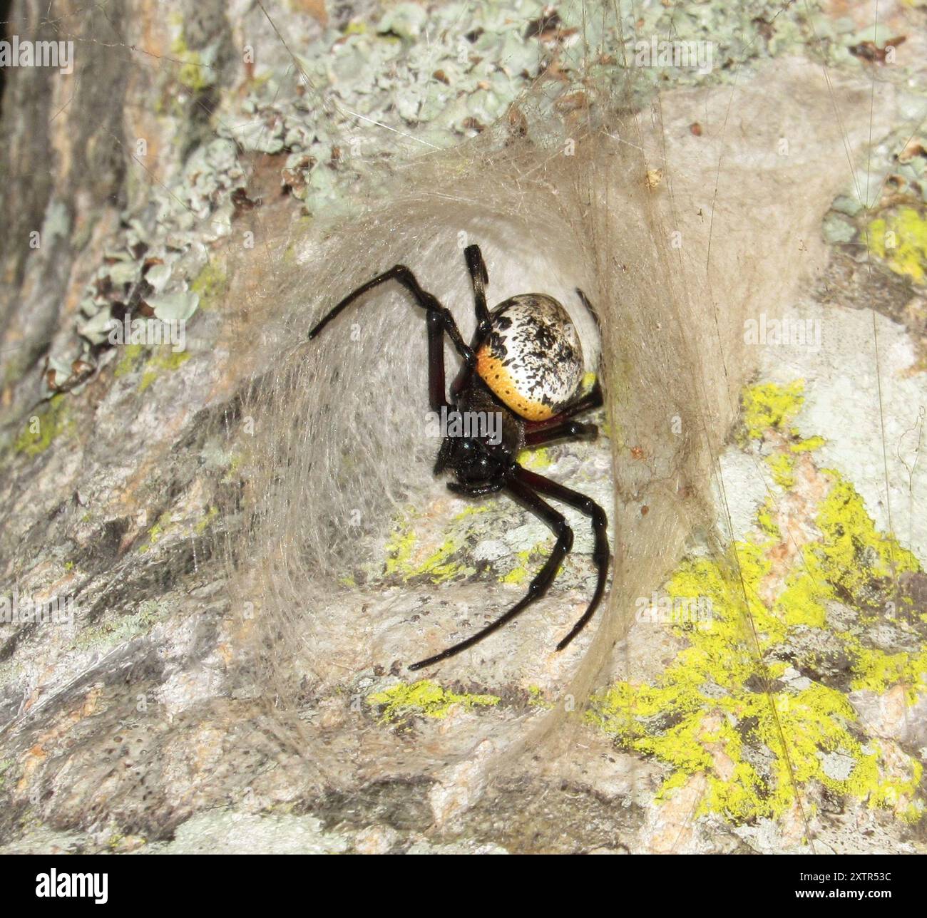 Nephilingis cruentata hi-res stock photography and images - Alamy