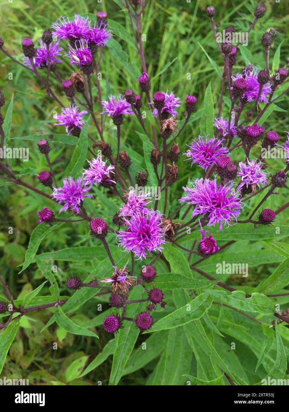 New York ironweed (Vernonia noveboracensis) Plantae Stock Photo - Alamy