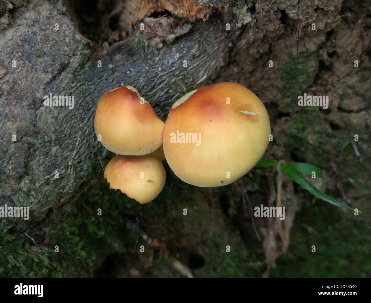 Sulphur Tuft (Hypholoma fasciculare) Fungi Stock Photo - Alamy