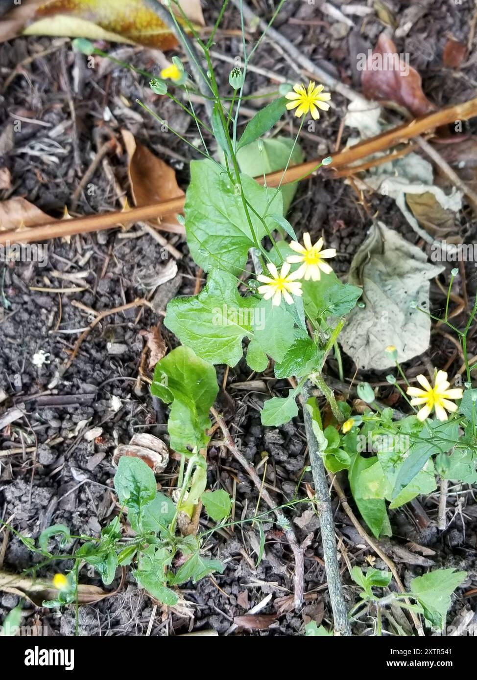 nipplewort (Lapsana communis) Plantae Stock Photo - Alamy