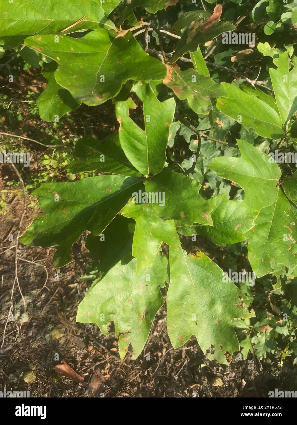 southern red oak (Quercus falcata) Plantae Stock Photo - Alamy
