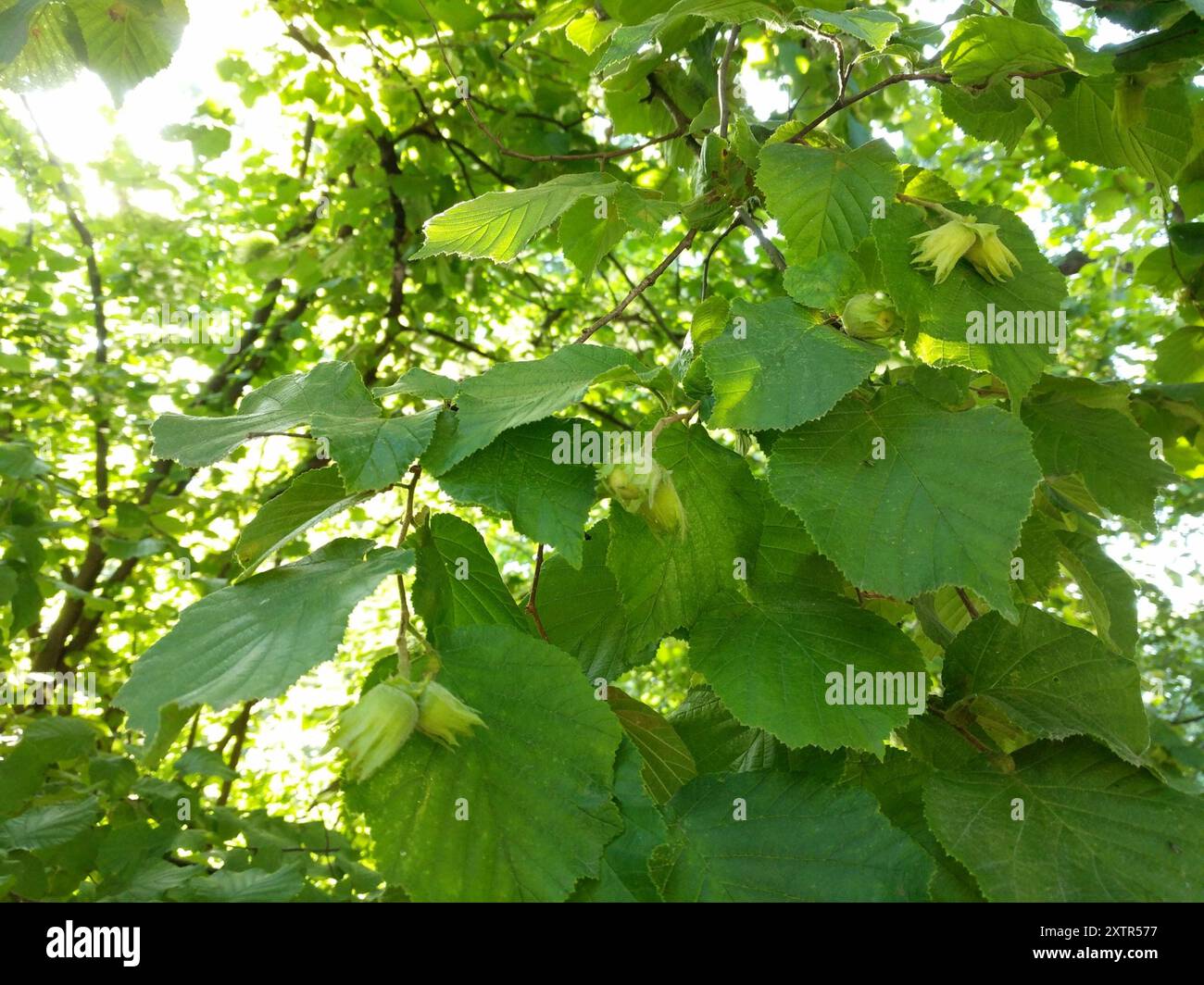 common hazel (Corylus avellana) Plantae Stock Photo - Alamy