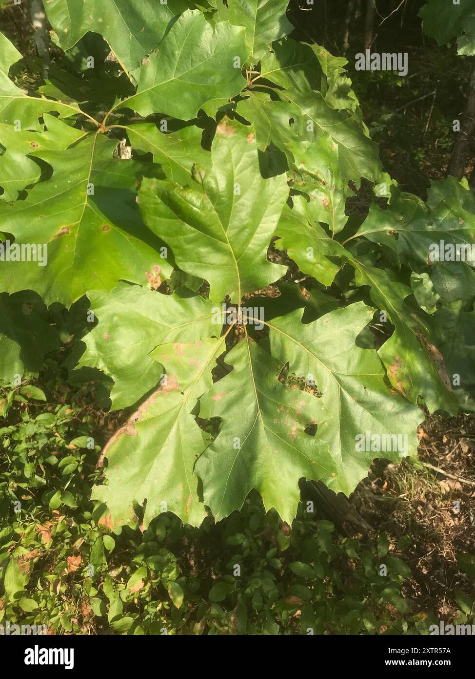black oak (Quercus velutina) Plantae Stock Photo - Alamy