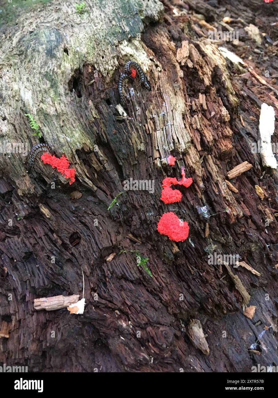 Red Raspberry Slime Mold (Tubifera ferruginosa) Protozoa Stock Photo ...