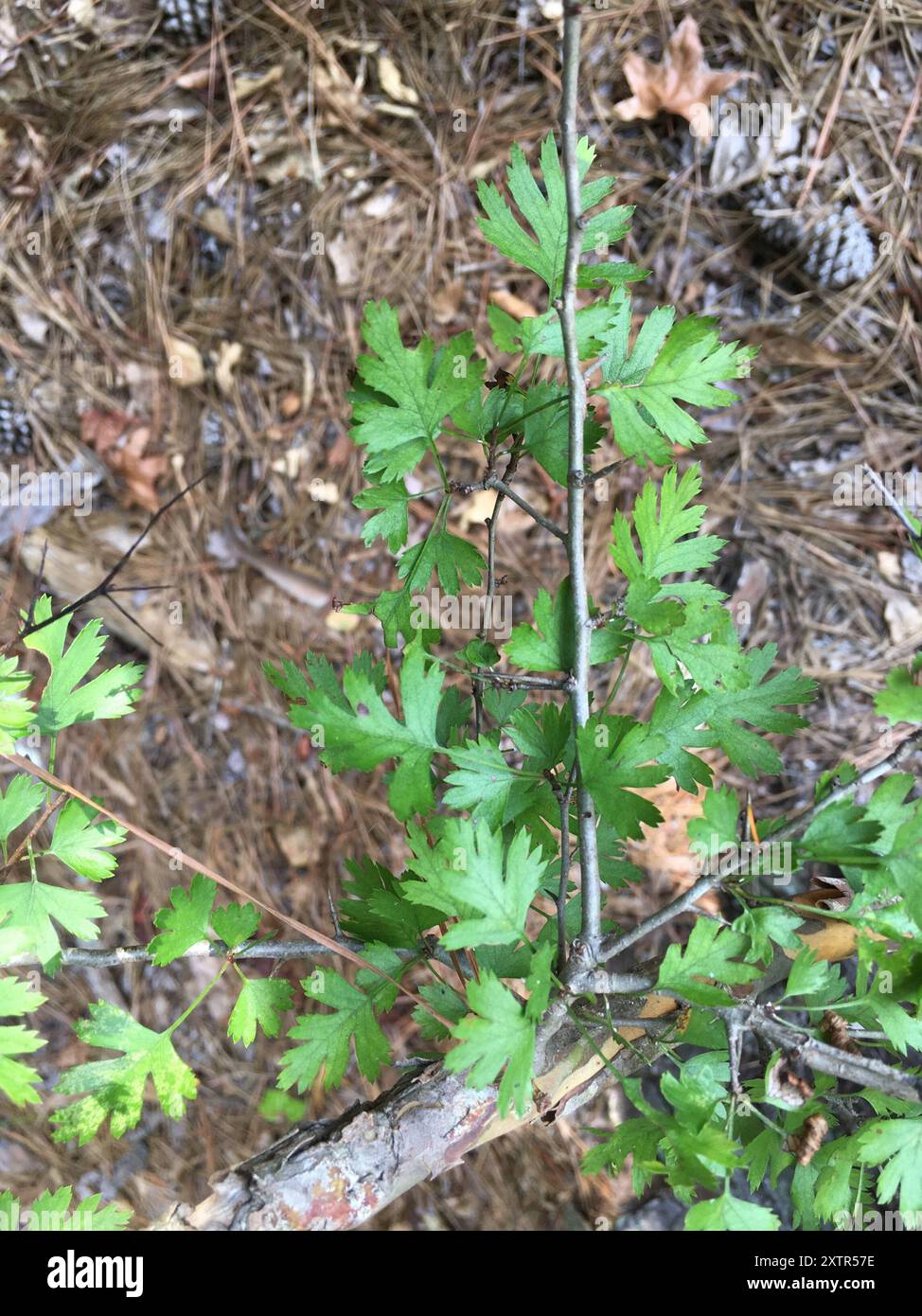 parsley hawthorn (Crataegus marshallii) Plantae Stock Photo - Alamy