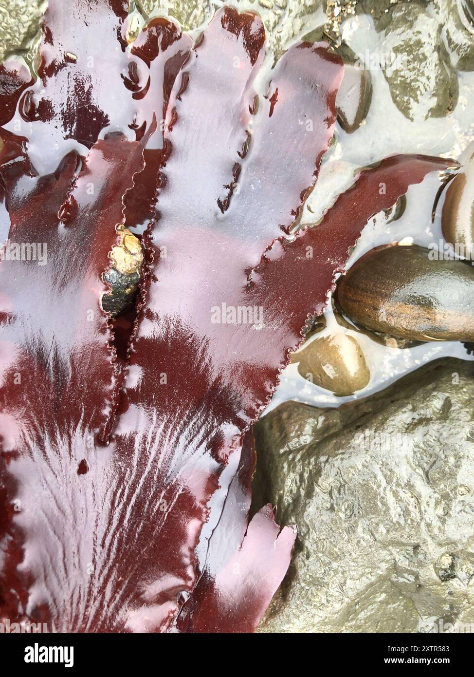 Grape Tongue (Cryptopleura ruprechtiana) Plantae Stock Photo - Alamy