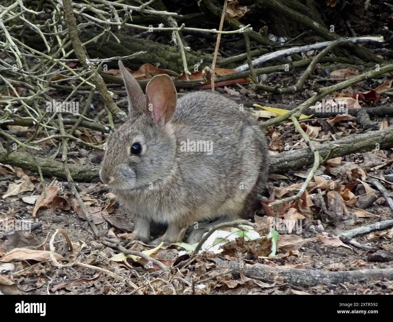 Brush Rabbit (Sylvilagus bachmani) Mammalia Stock Photo - Alamy