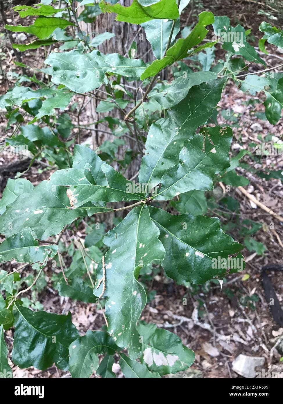 bastard oak (Quercus sinuata) Plantae Stock Photo - Alamy