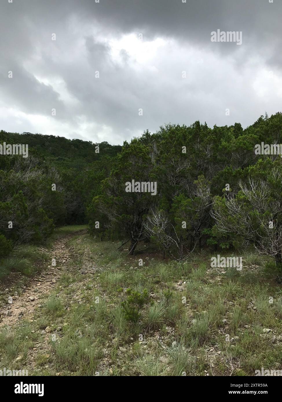 Ashe juniper (Juniperus ashei) Plantae Stock Photo - Alamy