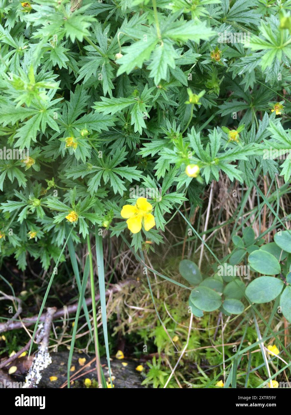 Tormentil (Potentilla erecta) Plantae Stock Photo - Alamy